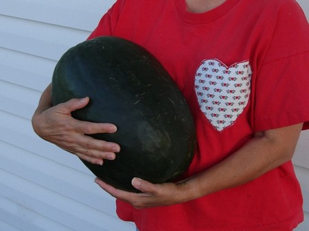 Most Expensive Black-rind watermelon grown in Hokkaido fetches 300,000 ...
